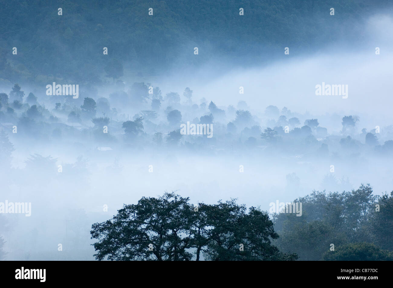 A bank of early morning ground-mist lingers between the trees creating ...