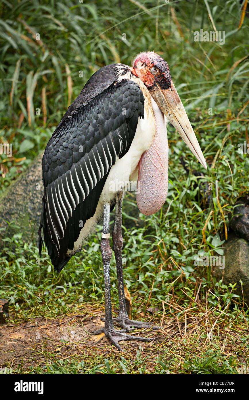 Marabou Stork (Leptoptilos crumeniferus Stock Photo - Alamy