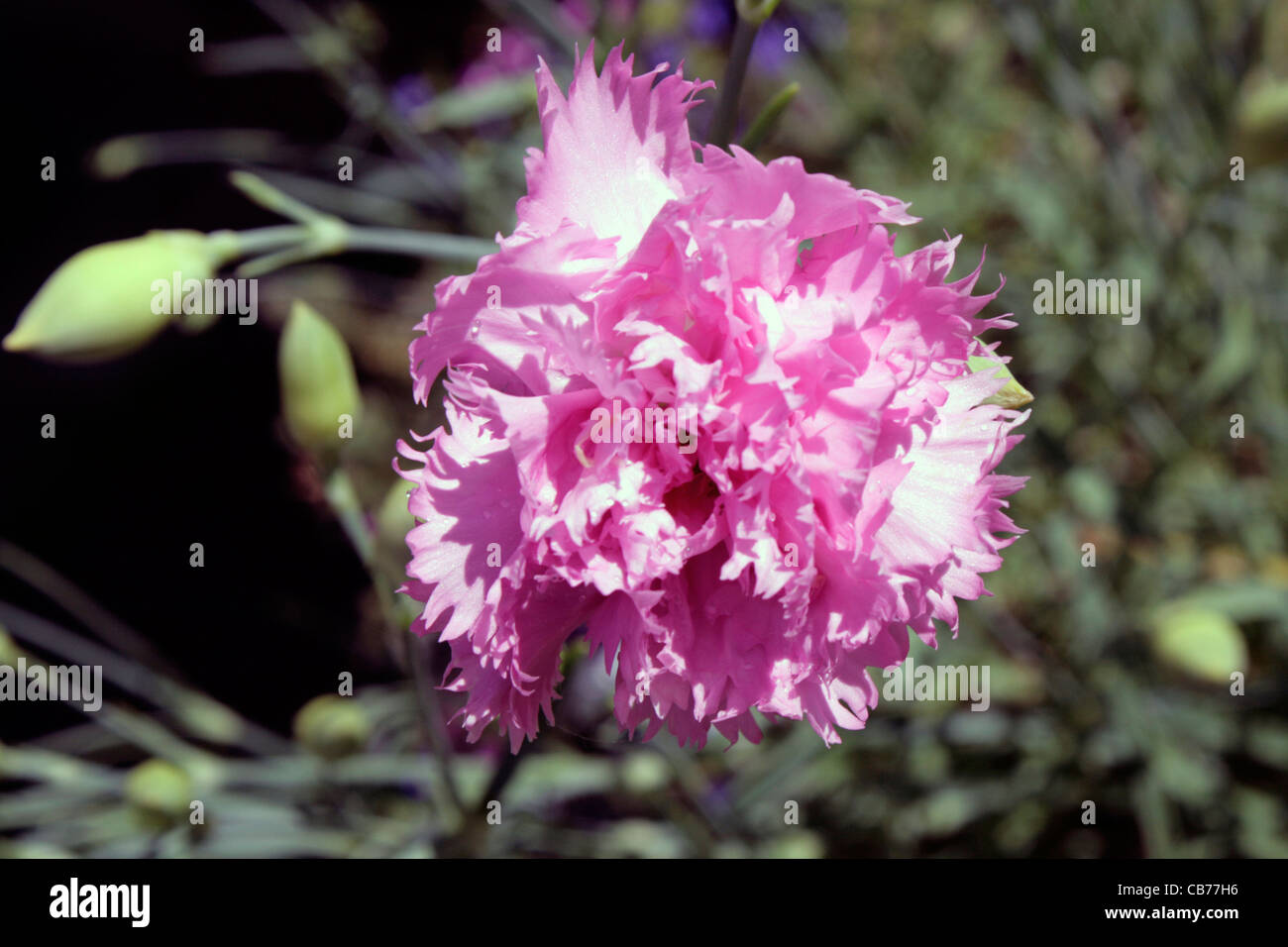 Carnation hardy carnation hi-res stock photography and images - Alamy