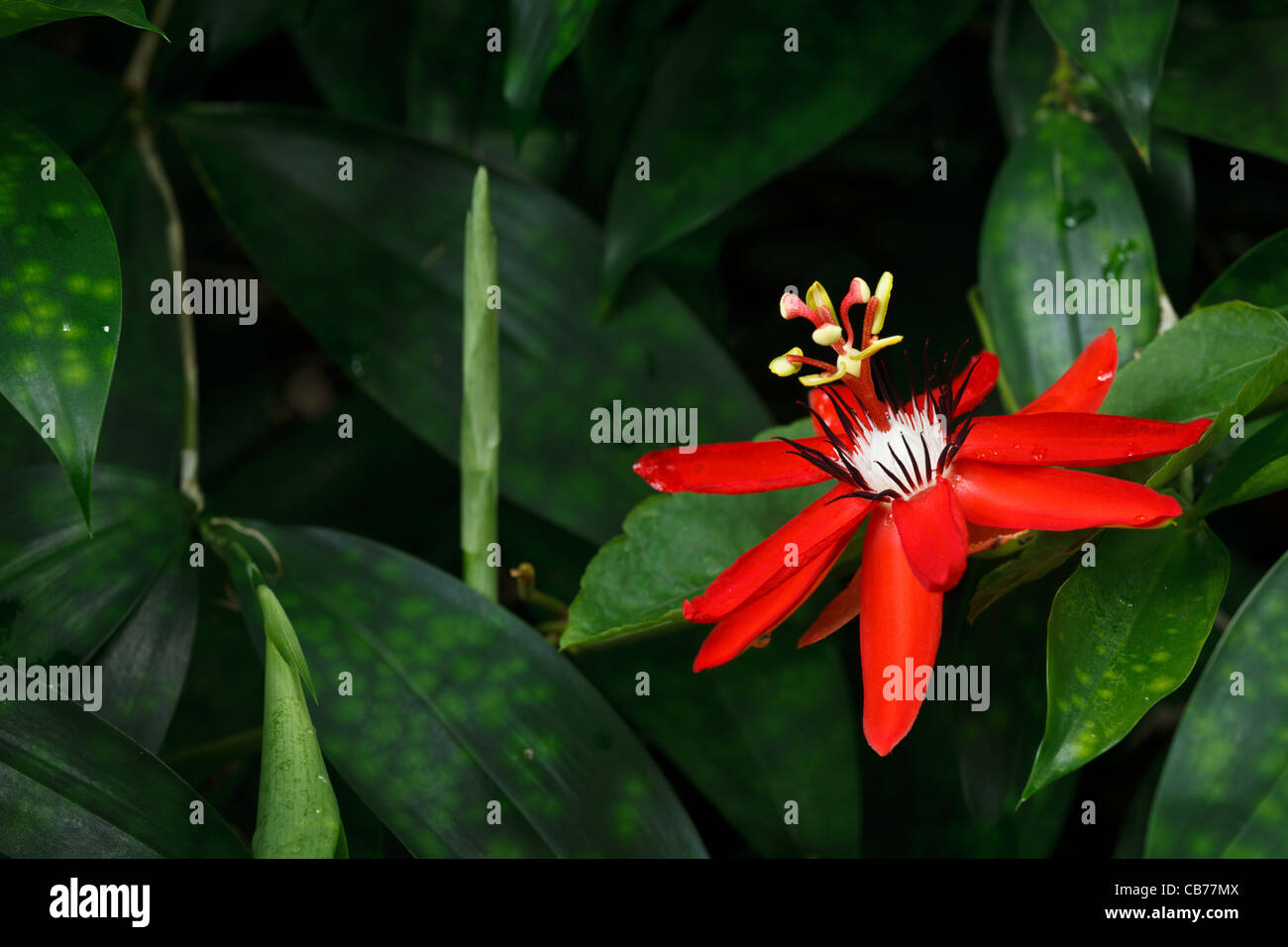 Red Passion Flower - Passiflora miniata Vanderplank Stock Photo - Alamy
