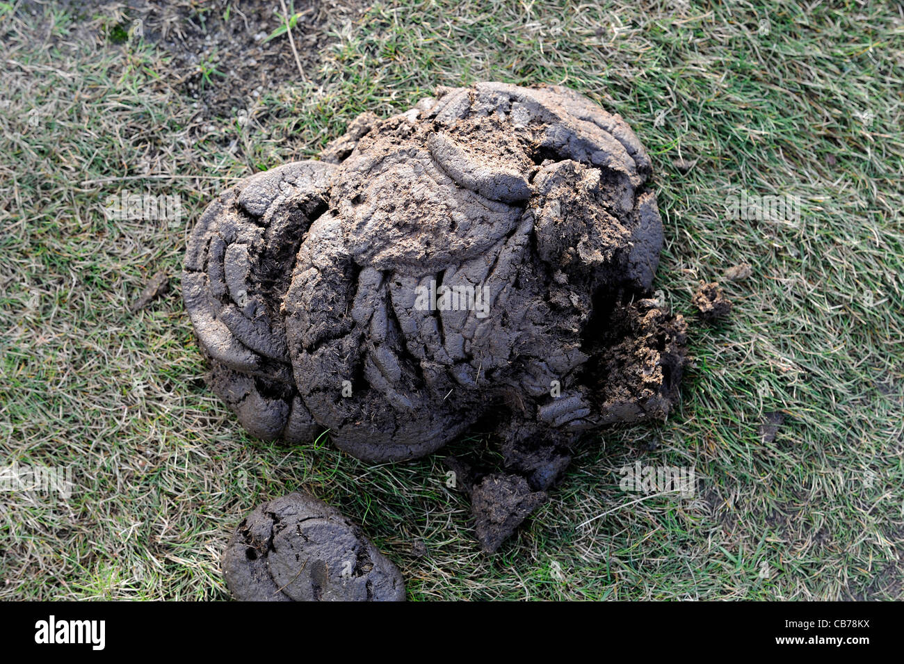 Cow pat hi-res stock photography and images - Alamy