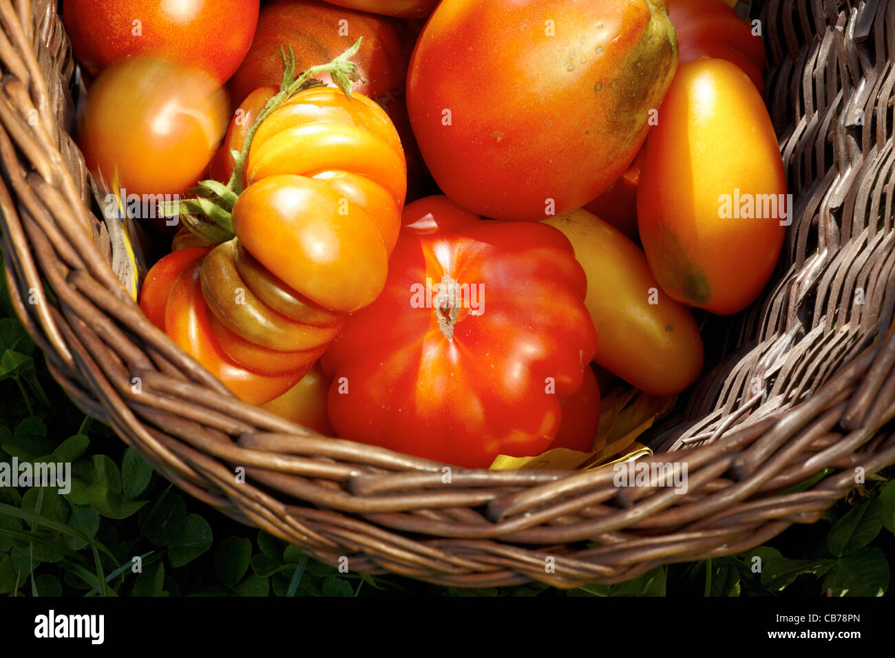 Freshly harvested organic outdoor tomato in the basket Stock Photo - Alamy