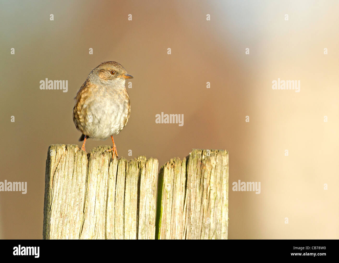 Dunnock Prunella modularis Stock Photo - Alamy