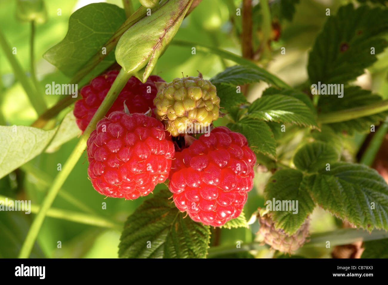 Red brambles wild garden hi-res stock photography and images - Alamy
