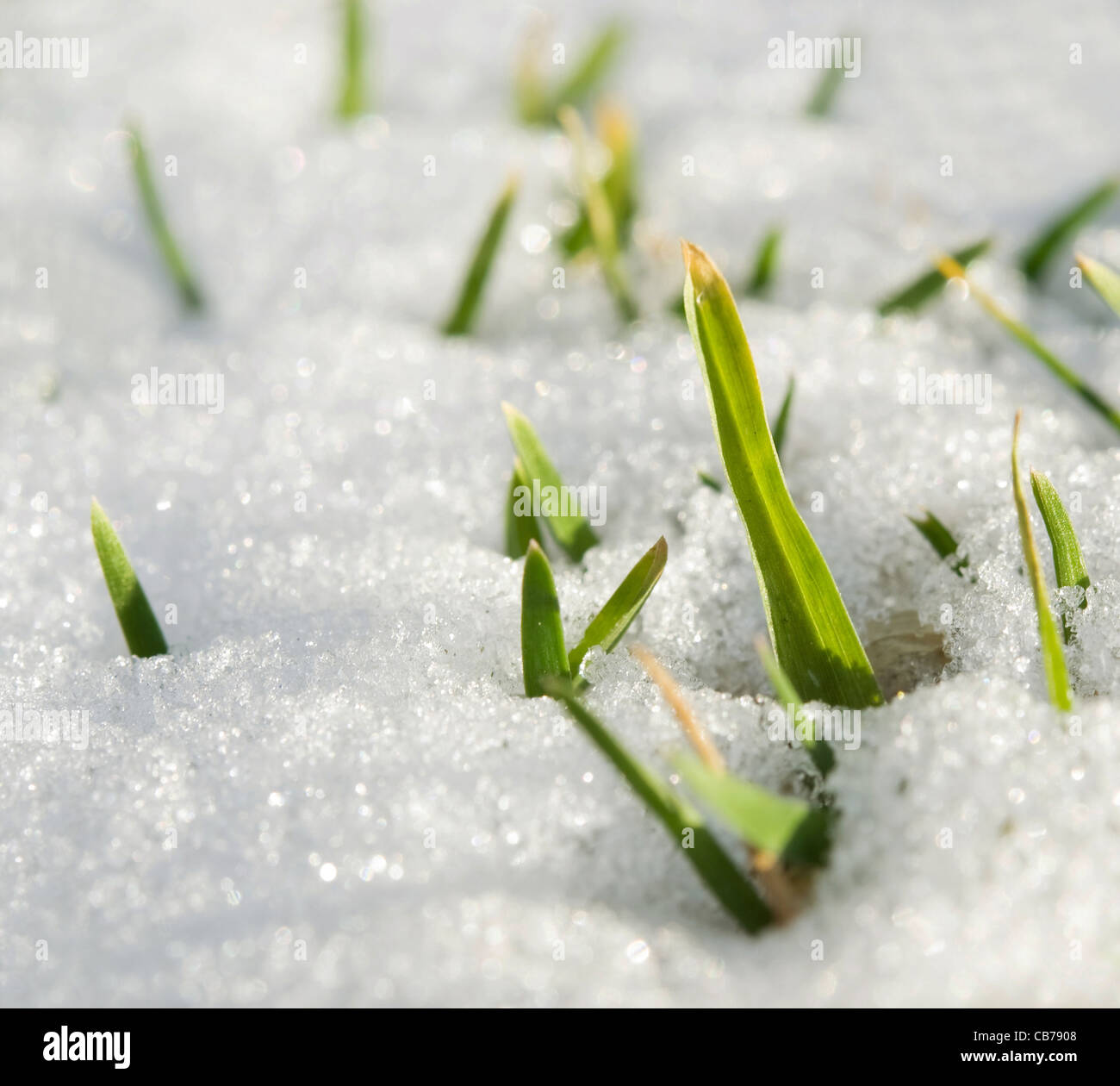grass in snow - a close-up Stock Photo - Alamy
