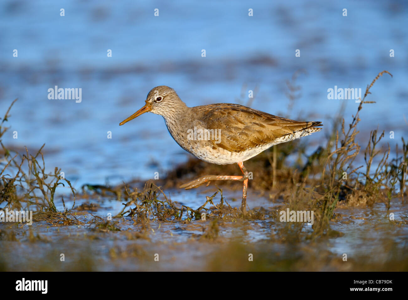 Common Redshank, Tringa totanus, Norfolk, Engalnd Stock Photo - Alamy
