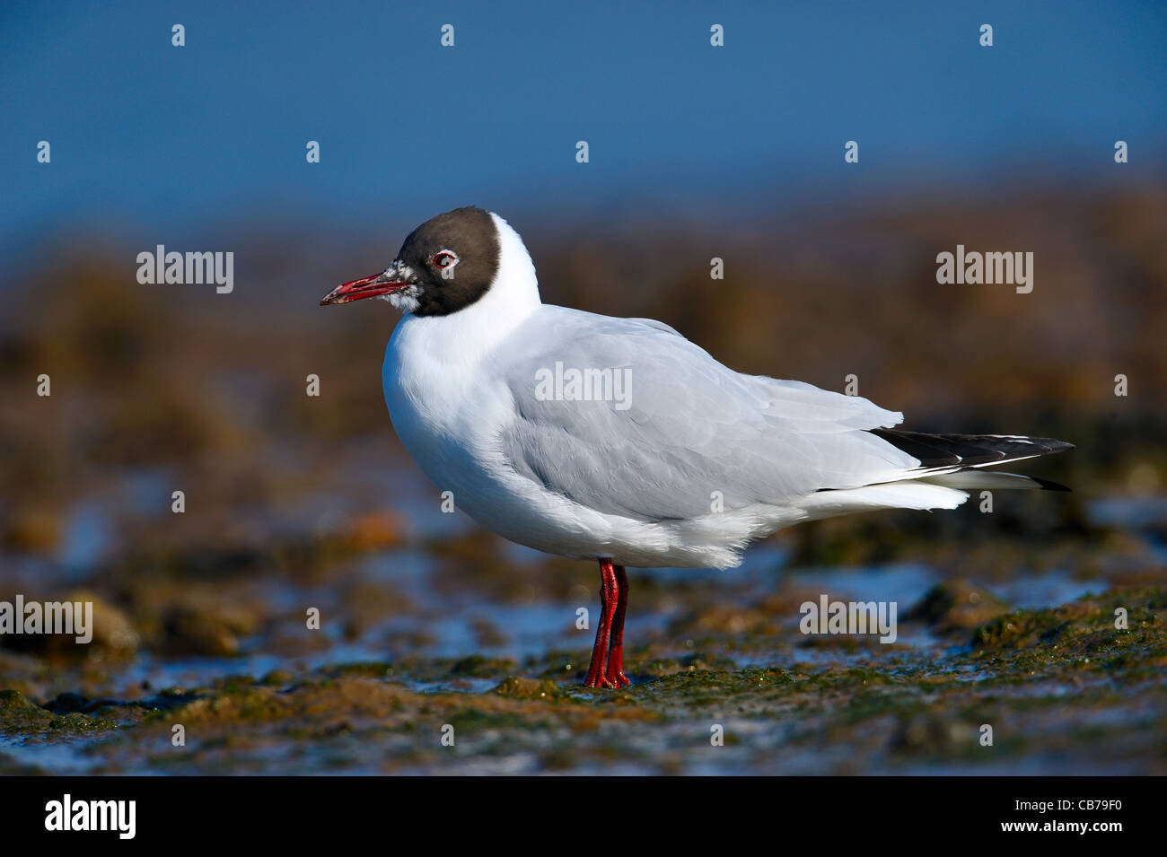 Black-headed Gull,Larus ridibundus almost in full breeding plumage ...