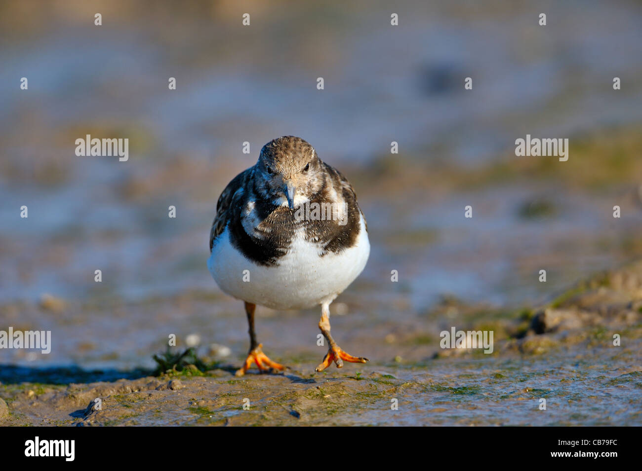 England norfolk birds mudflat hi-res stock photography and images - Alamy