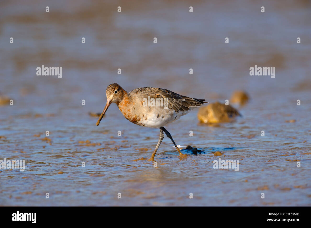 Bar-tailed Godwit, Limosa lapponica, on mudflat, Norfolk, England Stock ...
