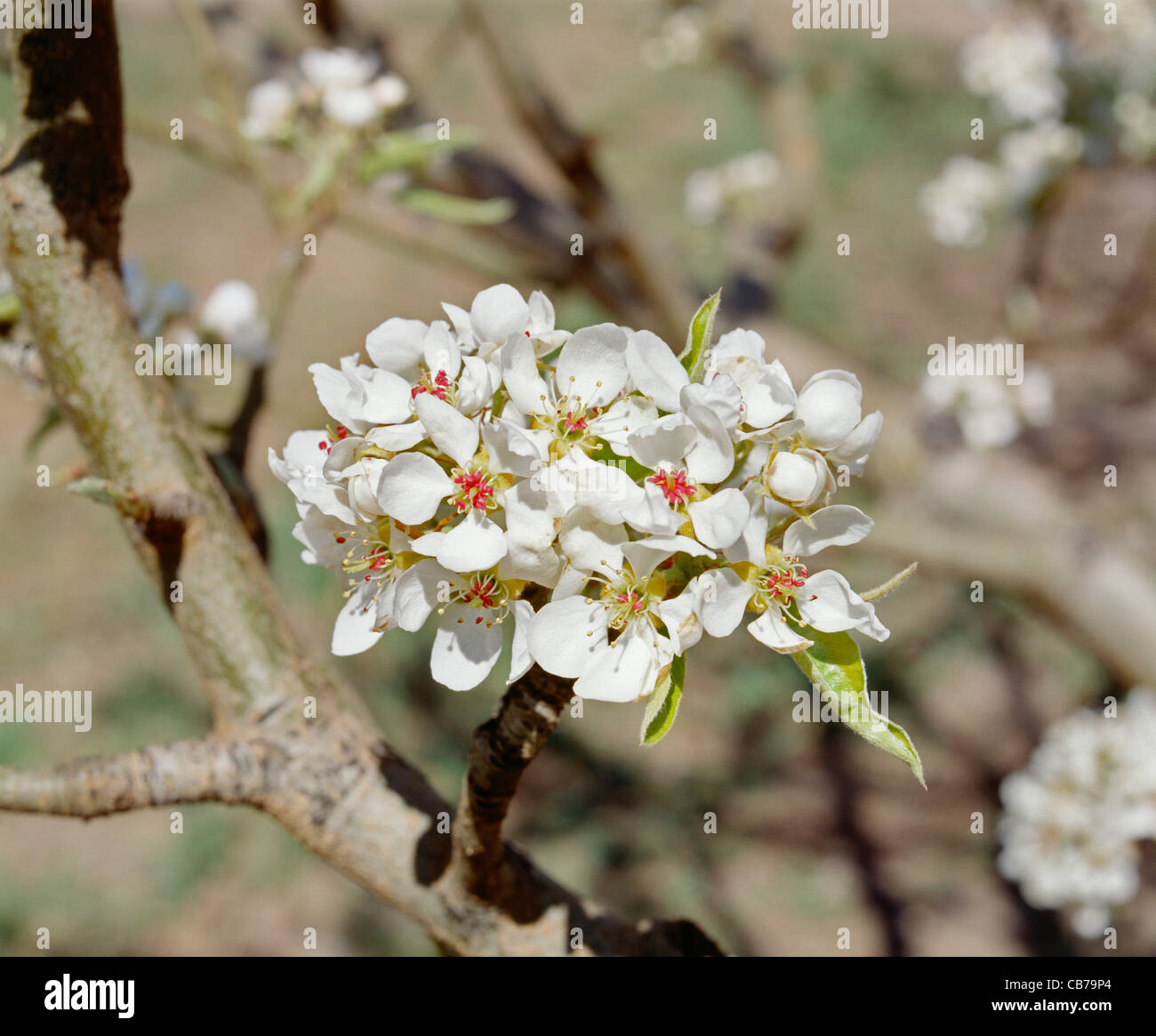 Bartlett pears in bloom Stock Photo - Alamy