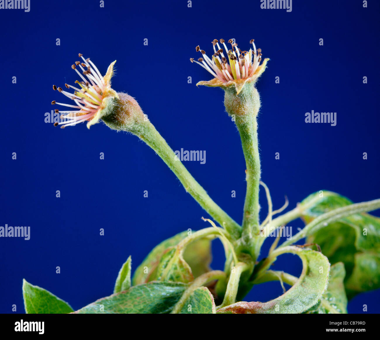 Pear (Pyrus sp.) early fruit development petals drop; stamen and pistil ...