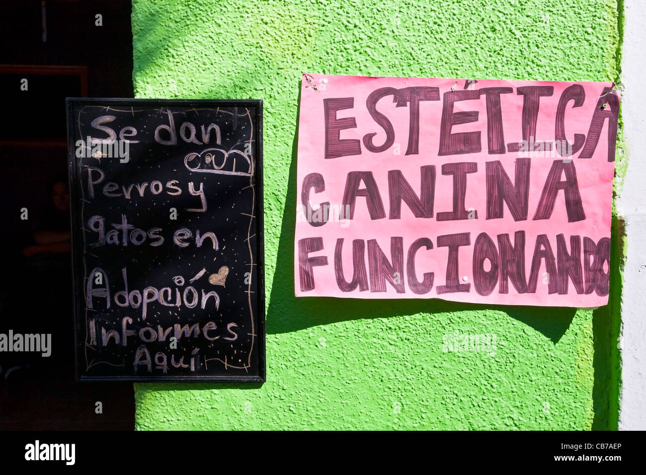 rough green plaster wall with pink paper sign advertising dog grooming ...