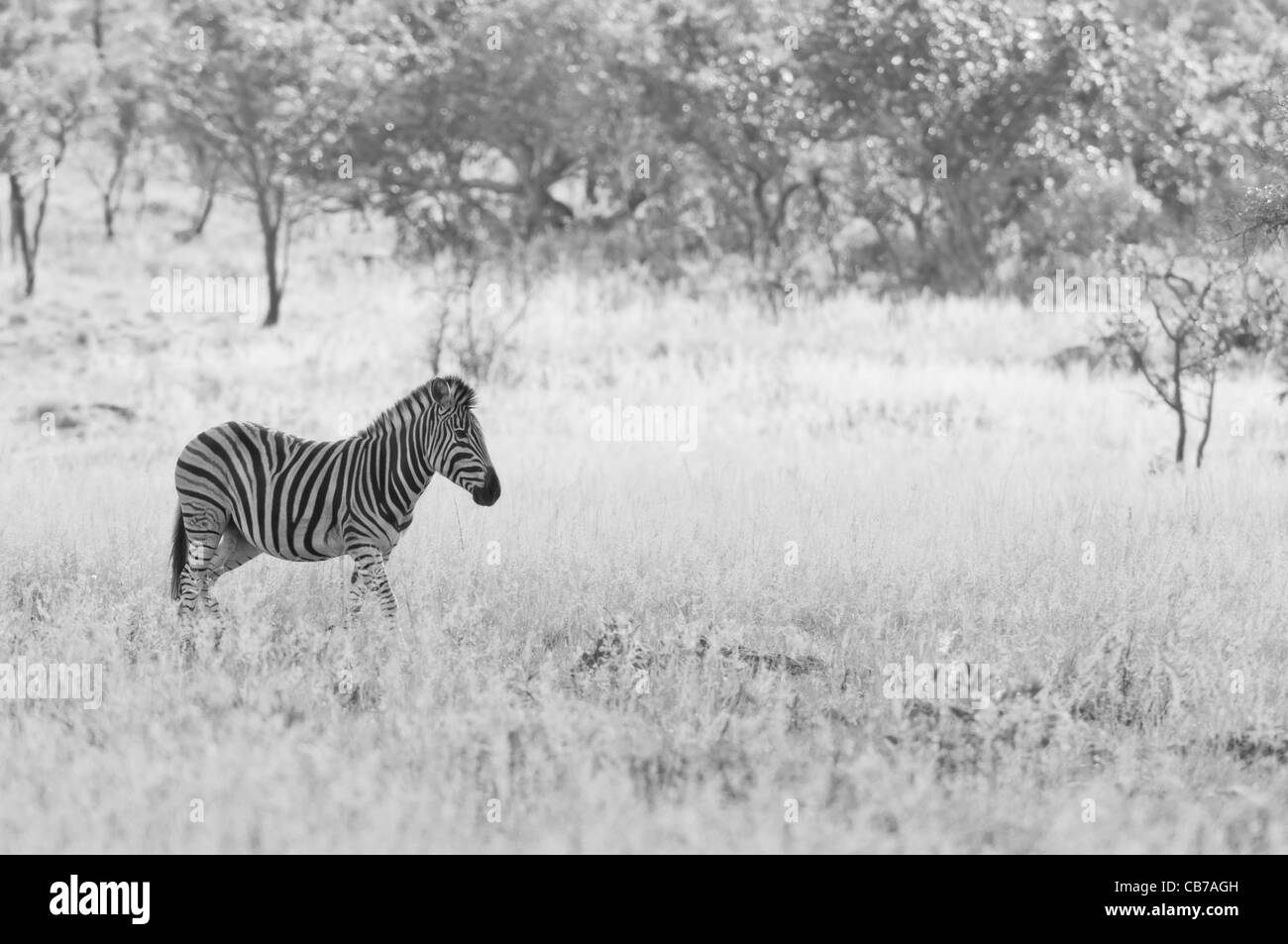 Zebra standing alone in the savannah Stock Photo - Alamy