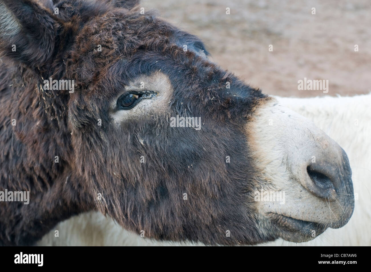 Weeping eye hi-res stock photography and images - Alamy