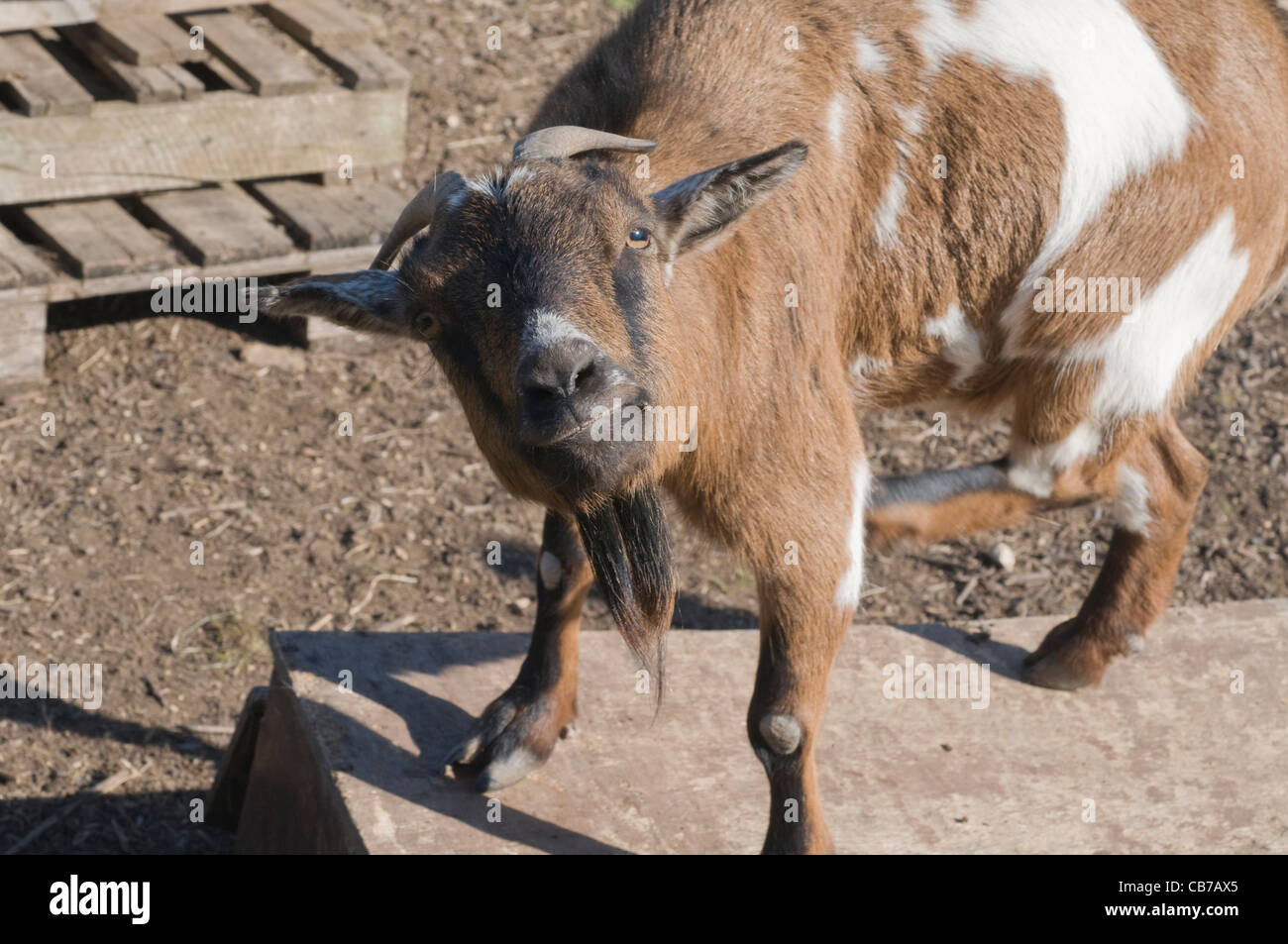 Goat scratching itself Stock Photo - Alamy
