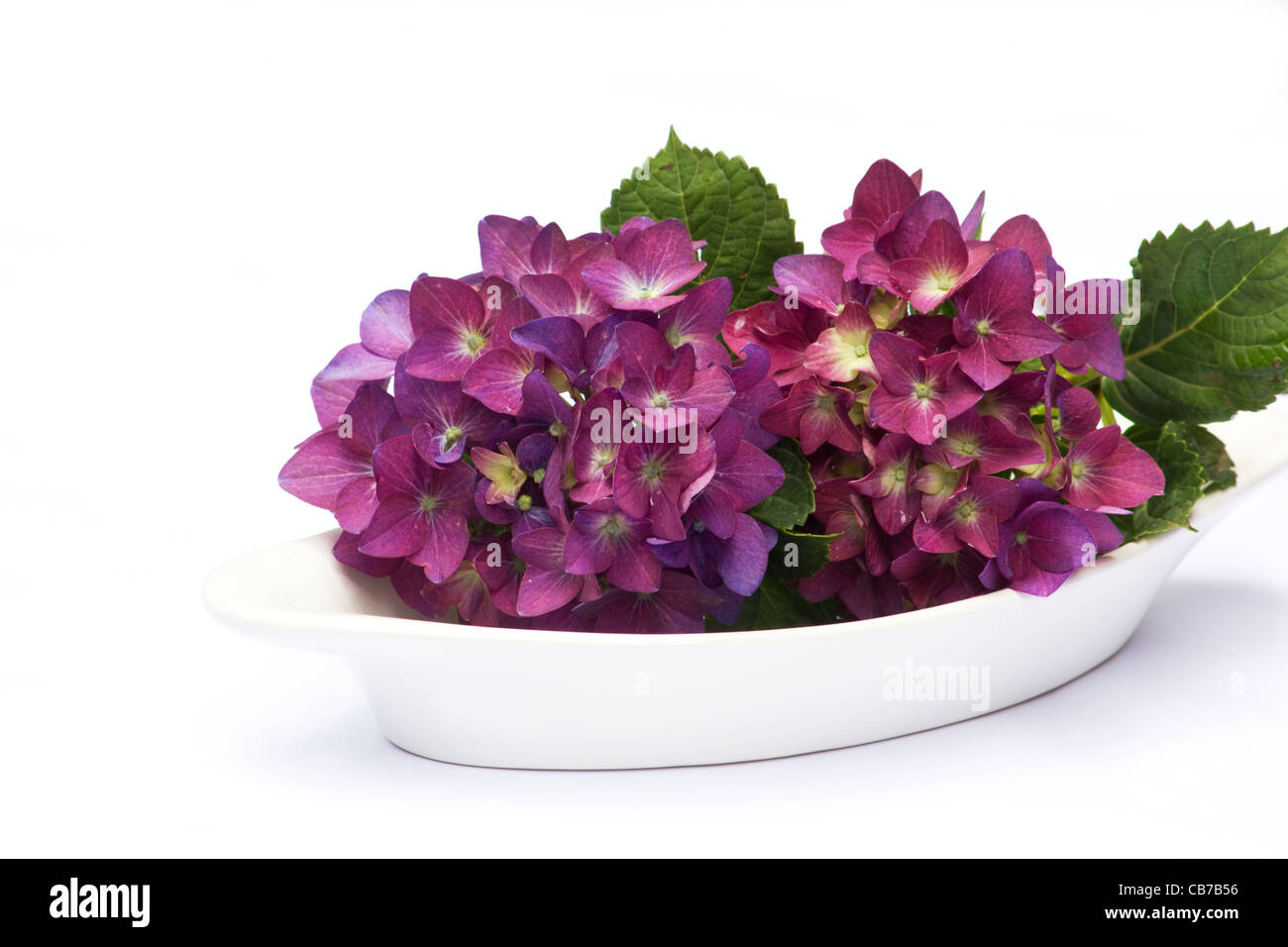 Pink hydrangea leaves on Cut Out Stock Images & Pictures - Alamy