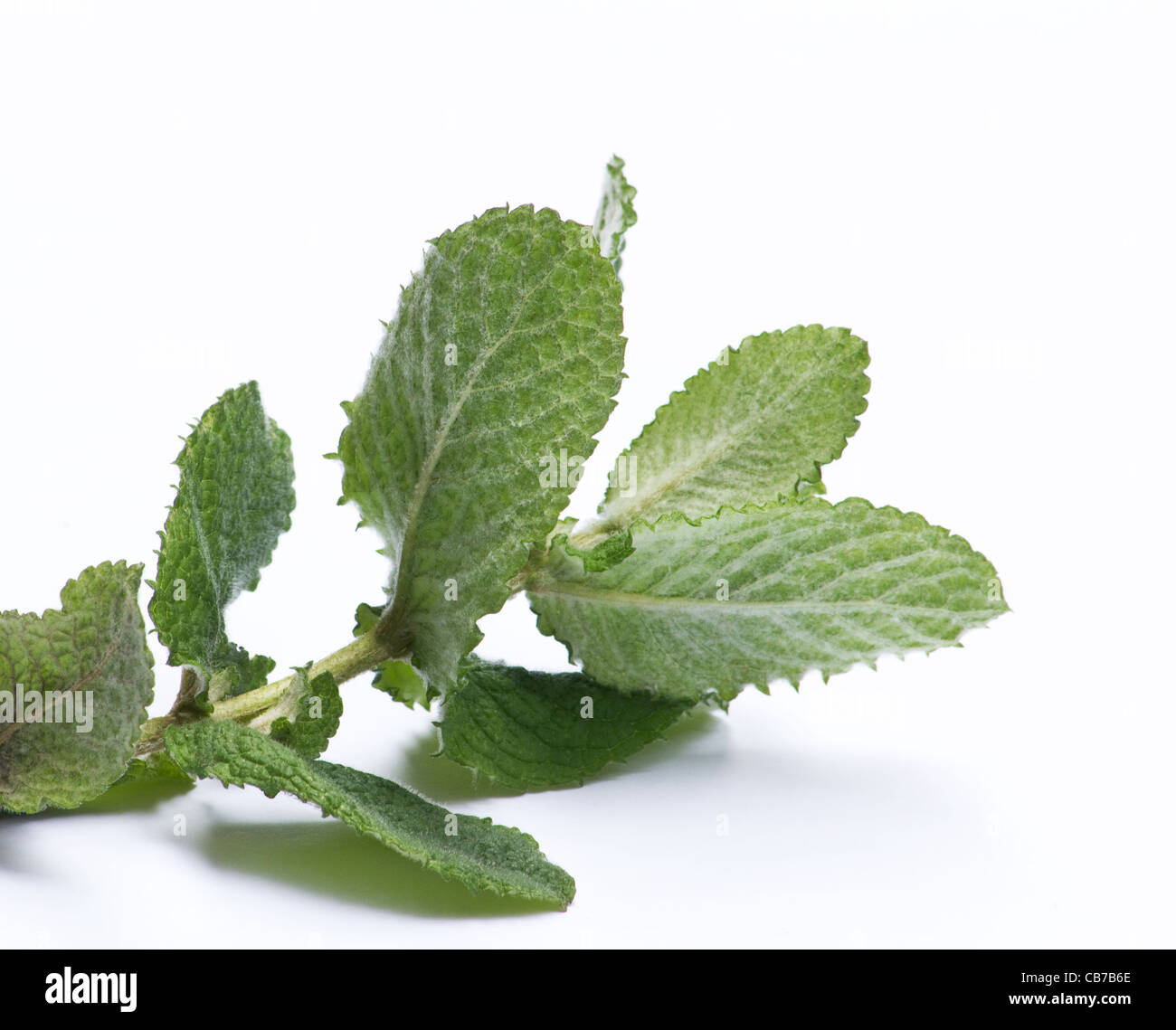 Fresh mint cutout hi-res stock photography and images - Alamy