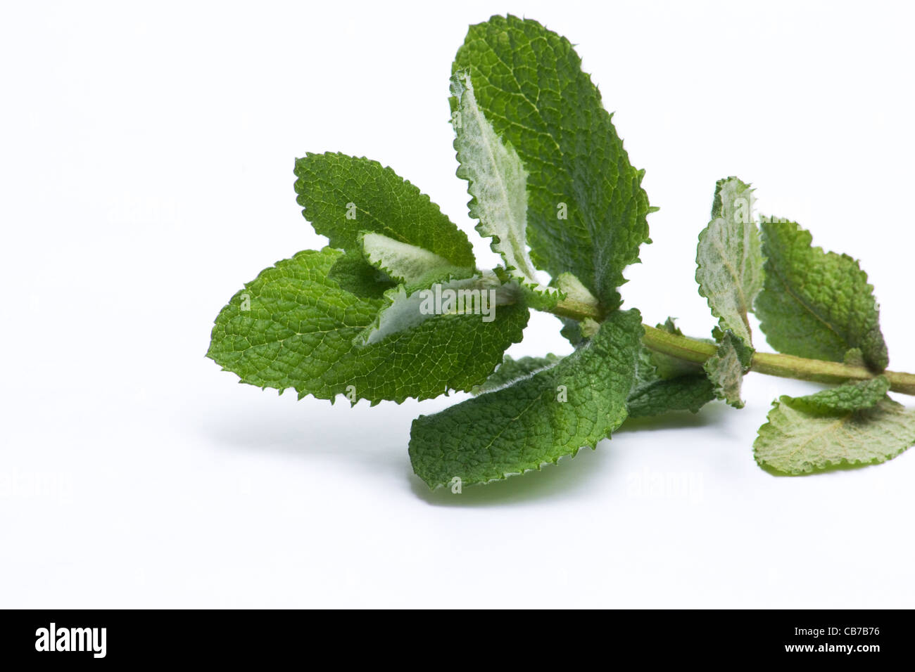 Fresh mint sprig on white background Stock Photo - Alamy