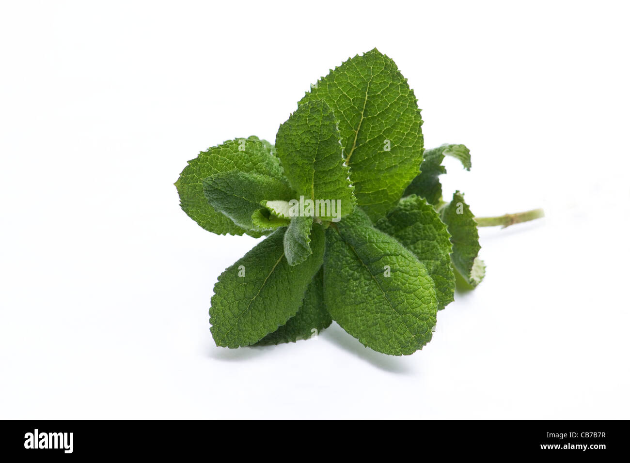 Fresh mint sprig on white background Stock Photo - Alamy