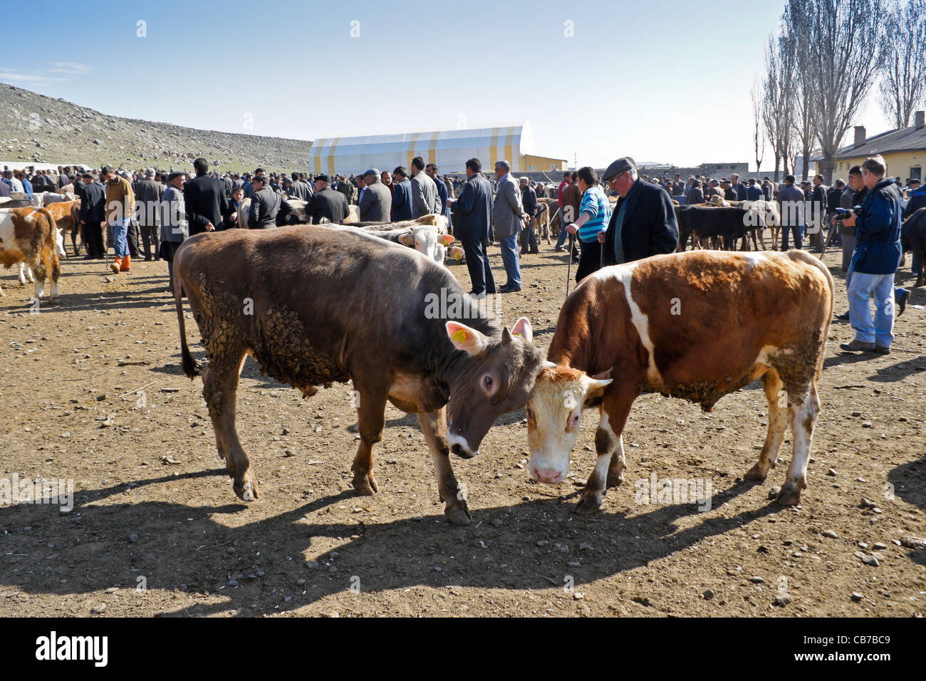 Cattle market, Kars, Eastern Anatolia, Turkey Stock Photo - Alamy