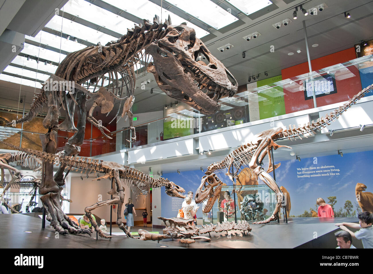 Thomas the T. Rex, Tyrannosaurus Rex, Dinosaur Hall, Natural History ...