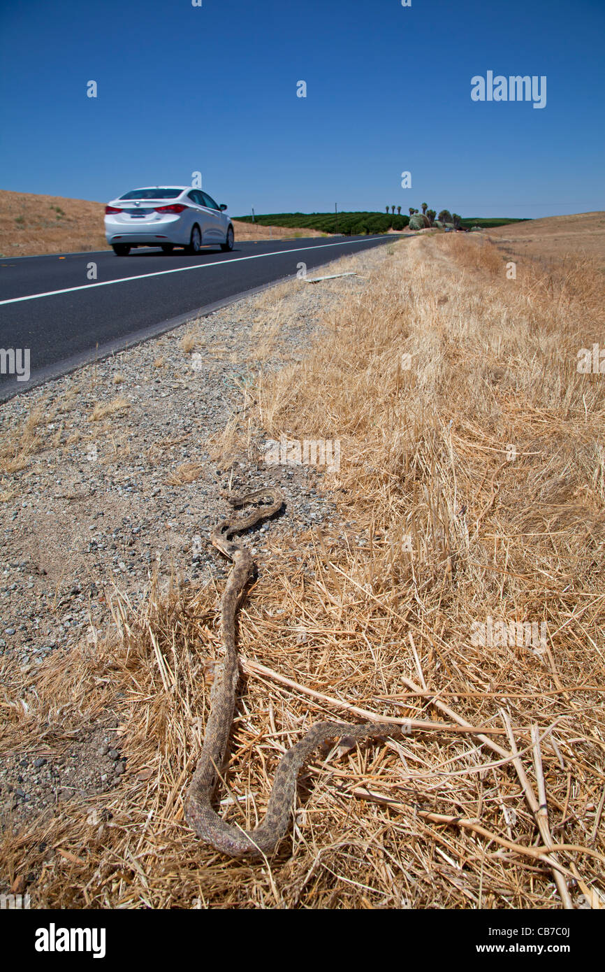 Snake road kill on Route 65, Central Valley, California, USA Stock ...