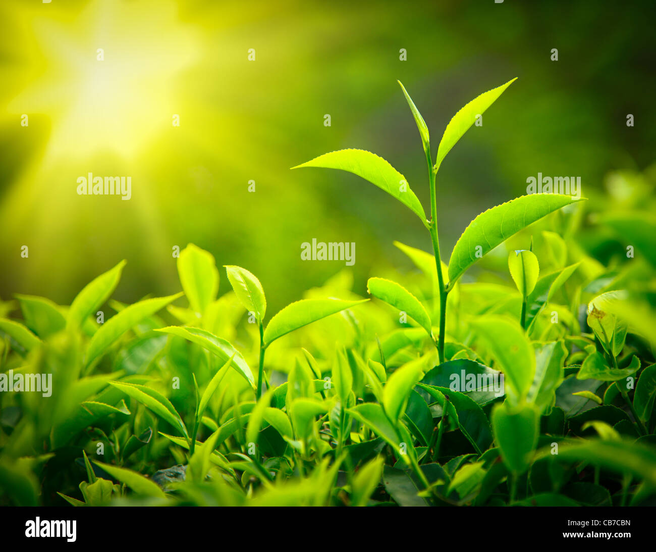 Green tea bud and leaves. Tea plantations, Kerala, India Stock Photo ...