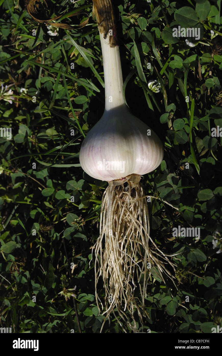 Garlic roots hi-res stock photography and images - Alamy