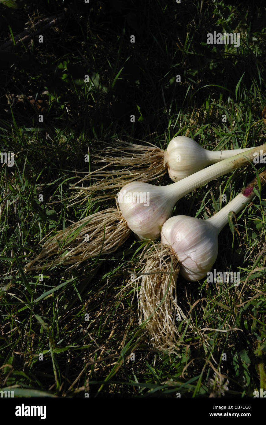 Garlic roots hi-res stock photography and images - Alamy