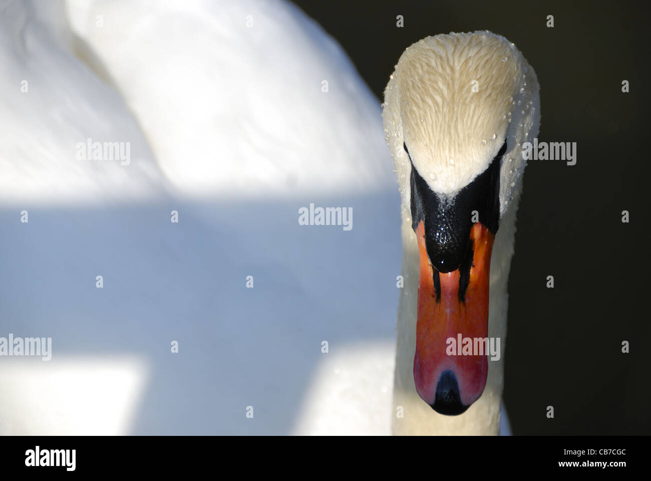 A close up of the distinctive orange bill of a Cygnus olor also known ...