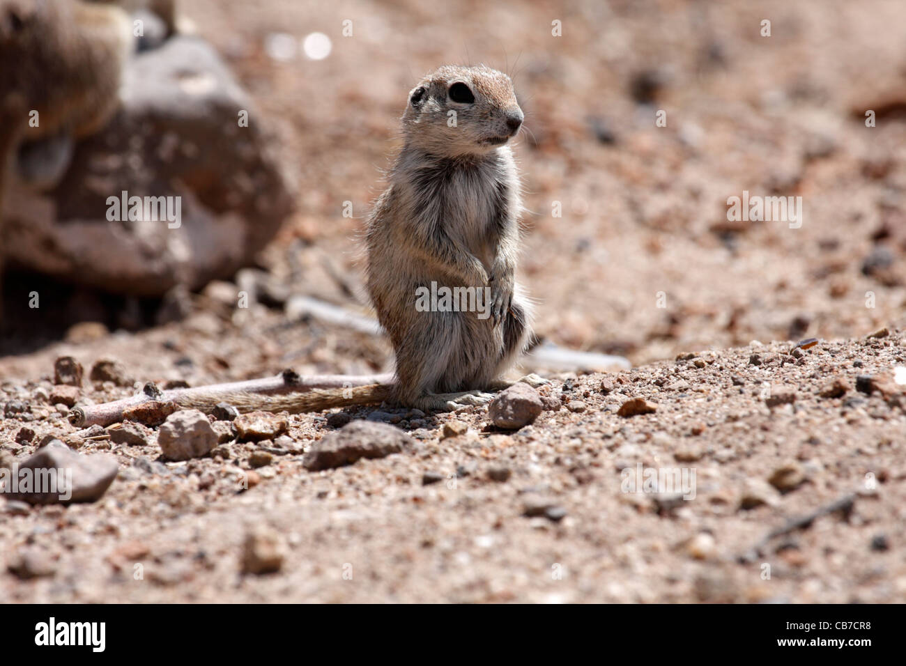 Female round-tailed ground squirrel (Spermophilus tereticaudus ...