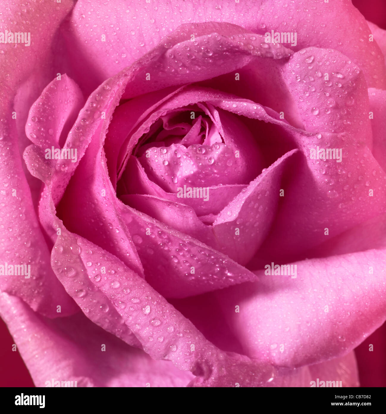Wet Pink Rose