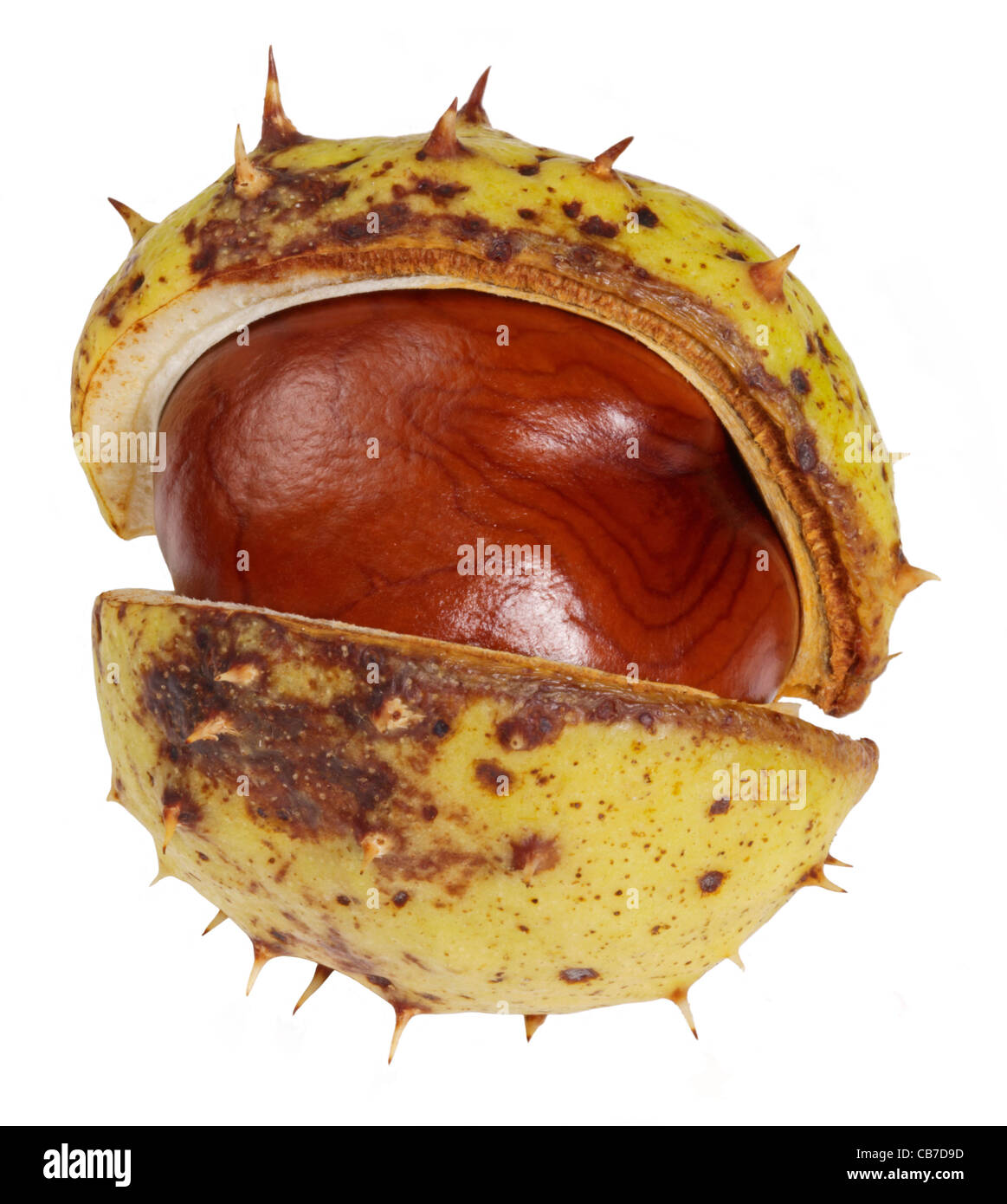 a half opened fresh horse chestnut in white back Stock Photo - Alamy