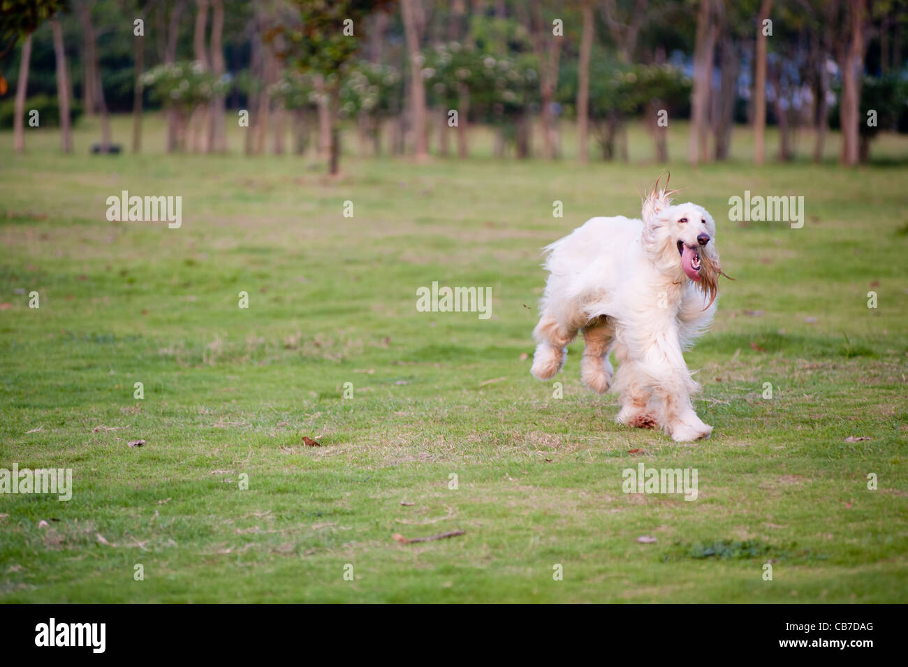 Afghan hound hair hi-res stock photography and images - Alamy