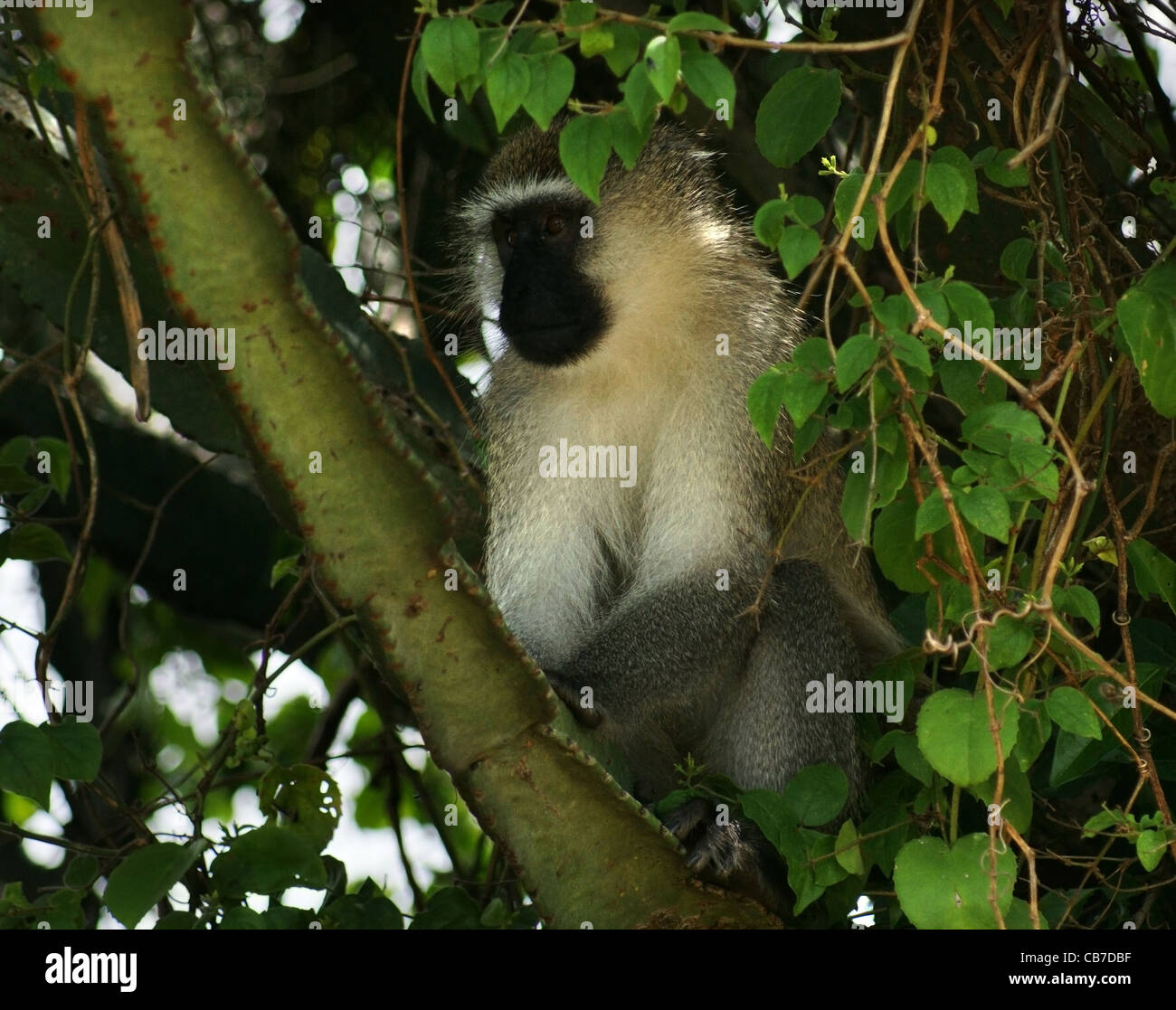 Monkey in uganda hi-res stock photography and images - Alamy