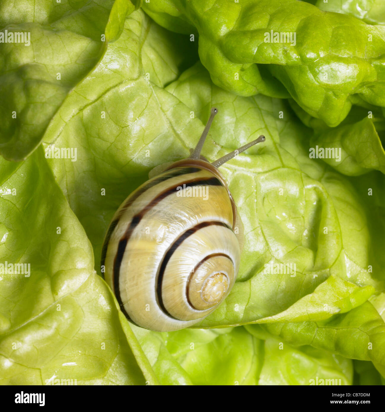 Grove snail hi-res stock photography and images - Alamy