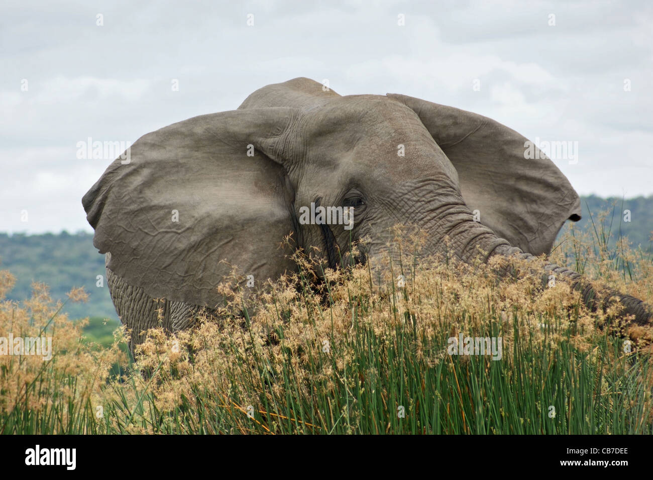 a elephant in Uganda (Africa Stock Photo - Alamy
