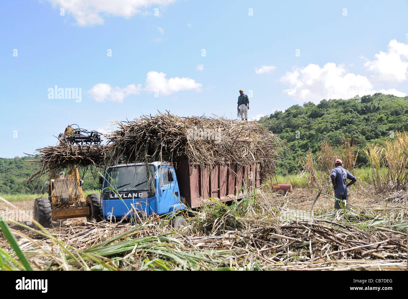 Workers in the cane field harvesting sugar cane in Jamaica Stock Photo ...
