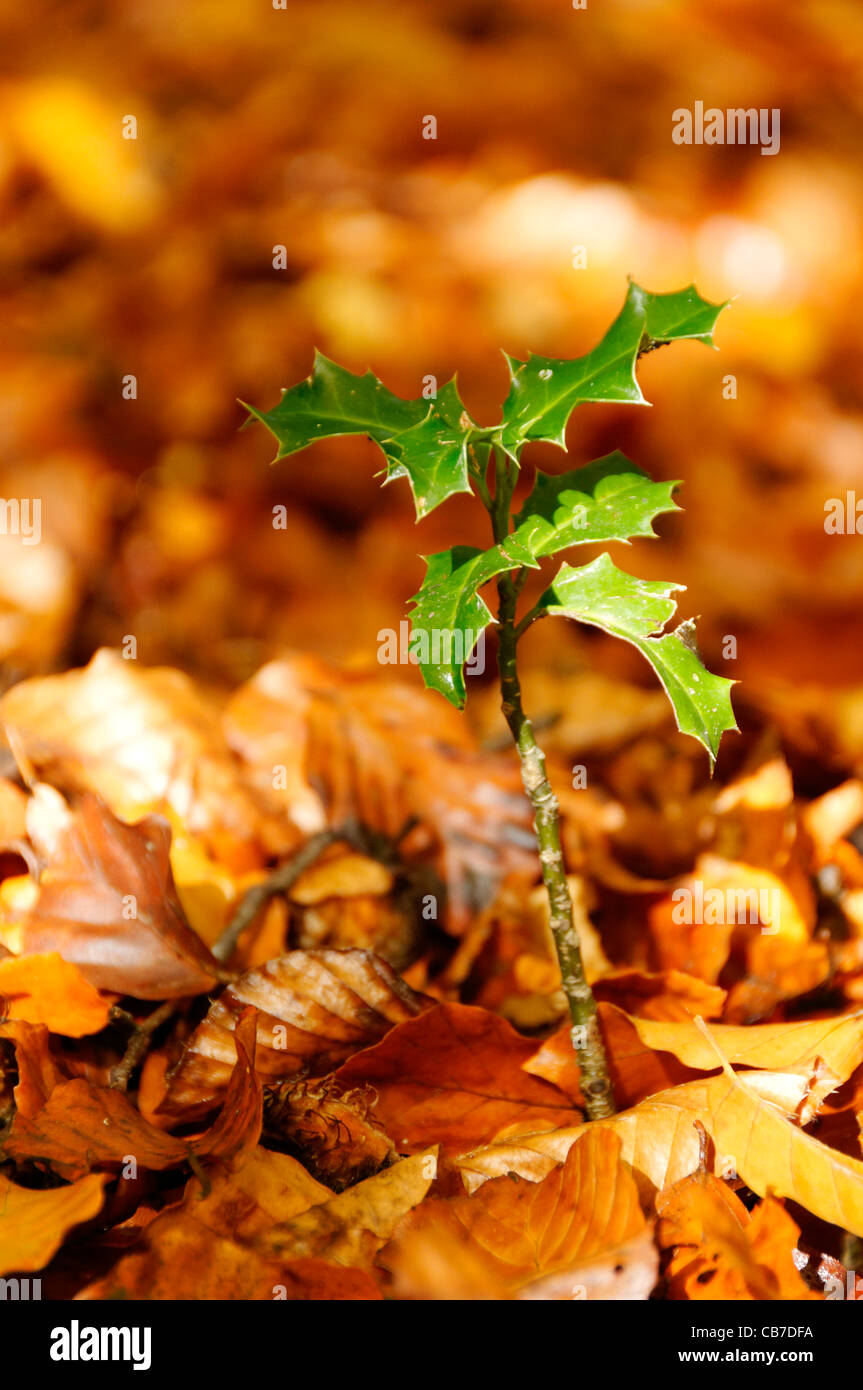 Abstract golden holly hi-res stock photography and images - Alamy