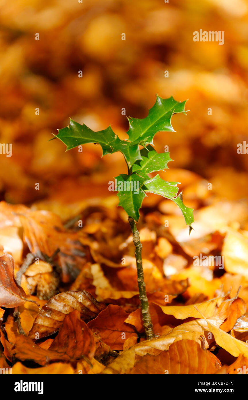Dead beech leaves hi-res stock photography and images - Alamy