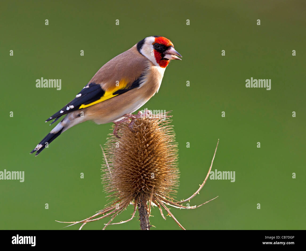 European goldfinch hi-res stock photography and images - Alamy