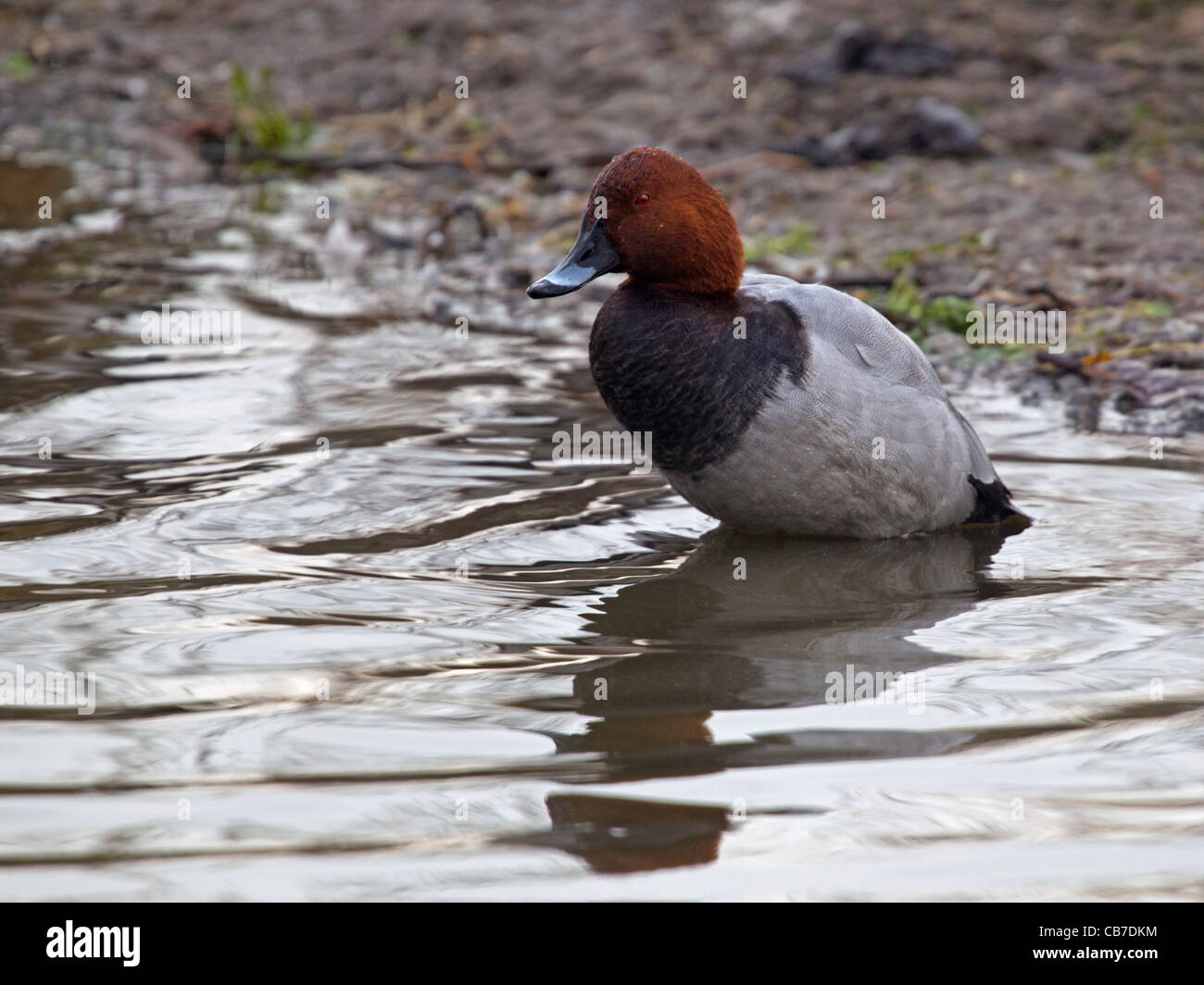 Male common pochard in Winter plumage, standing in water Stock Photo ...