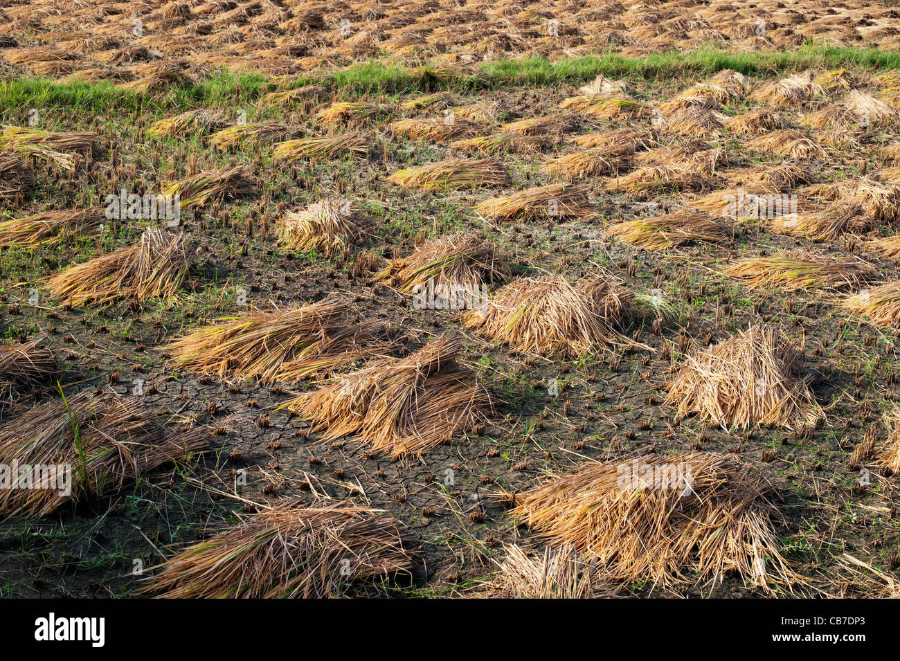 Piles of straw left behind after the rice harvest, waiting to be ...