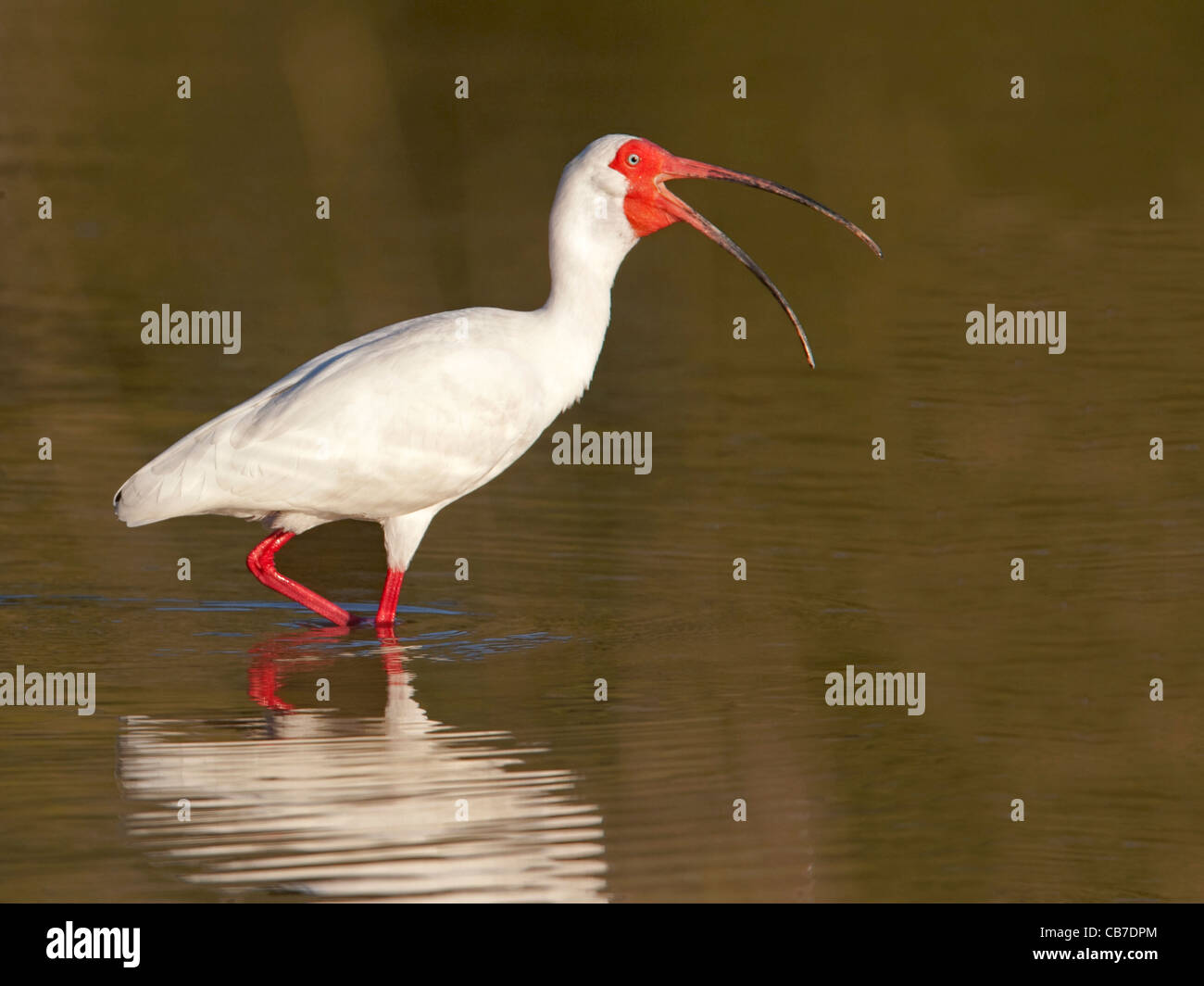 American white ibis hi-res stock photography and images - Alamy