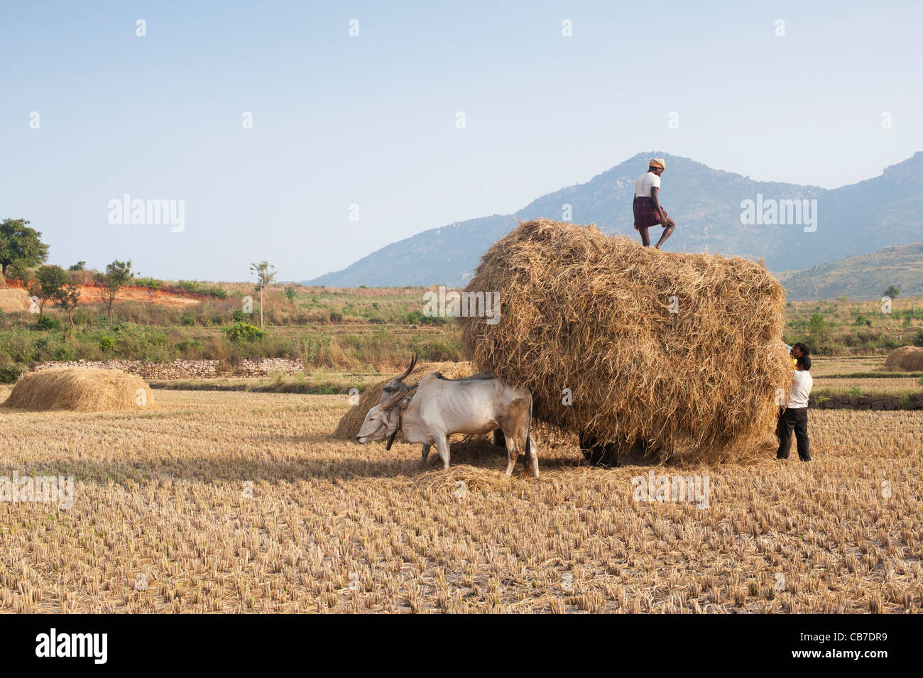 Rice Loading Stock Photos & Rice Loading Stock Images - Alamy