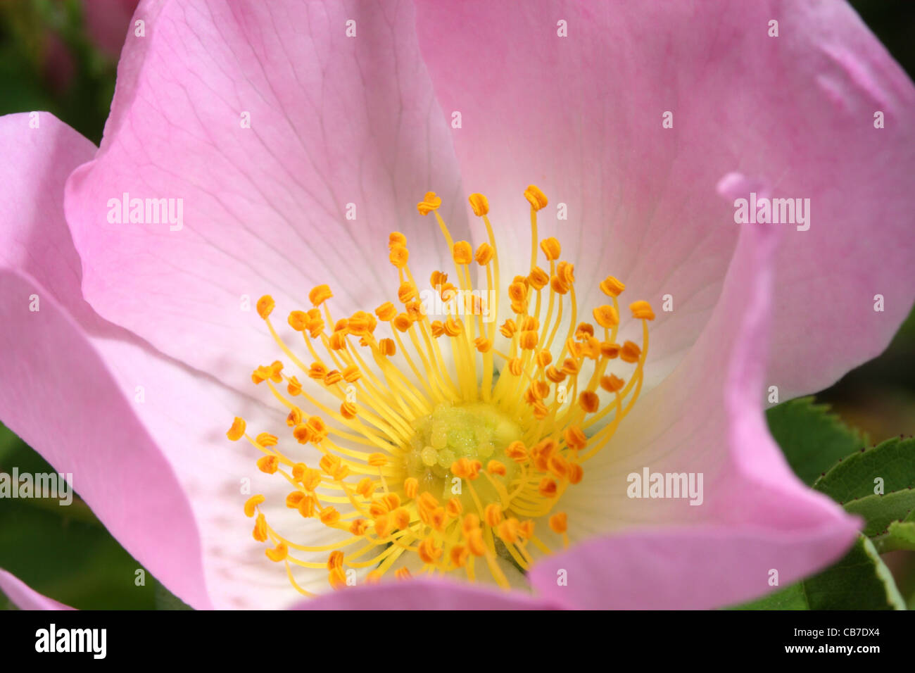 Pink Dog Rose - Rosa Canina Stock Photo - Alamy