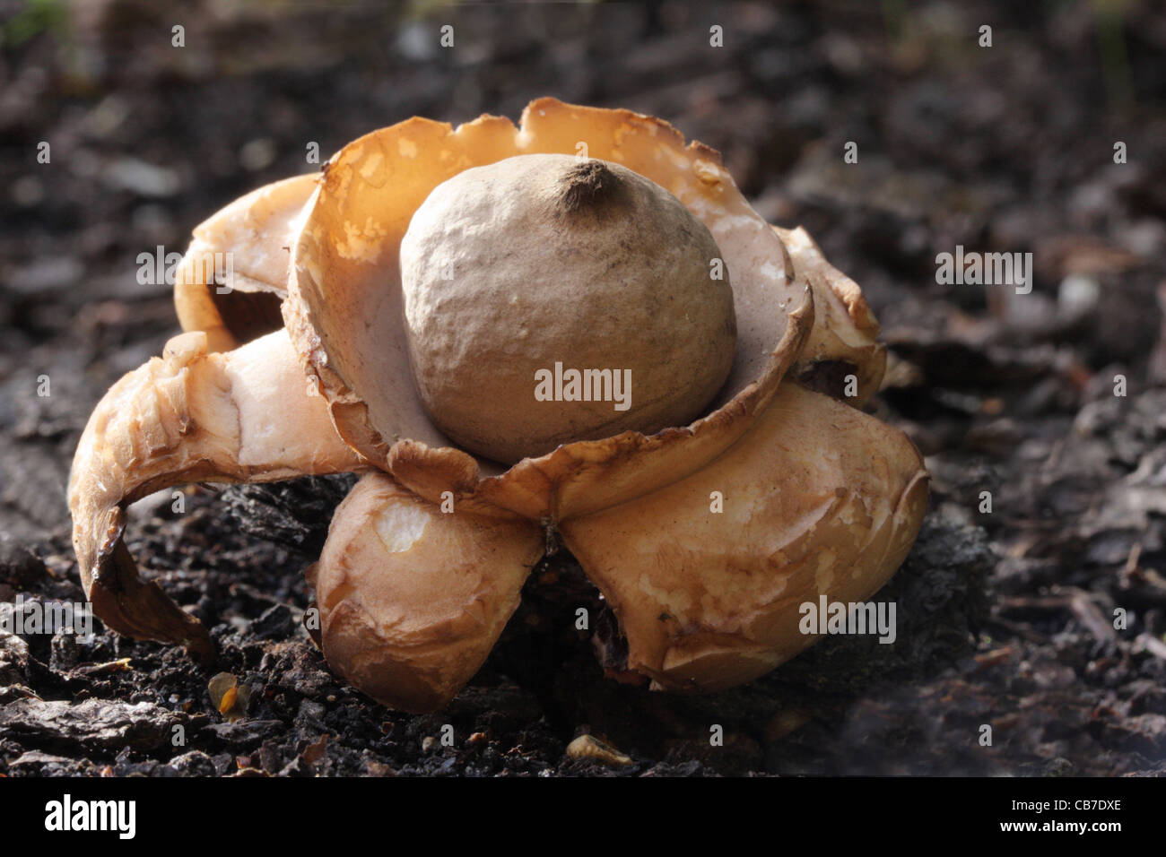 Collared Earthstar - Geastrum triplex Stock Photo - Alamy