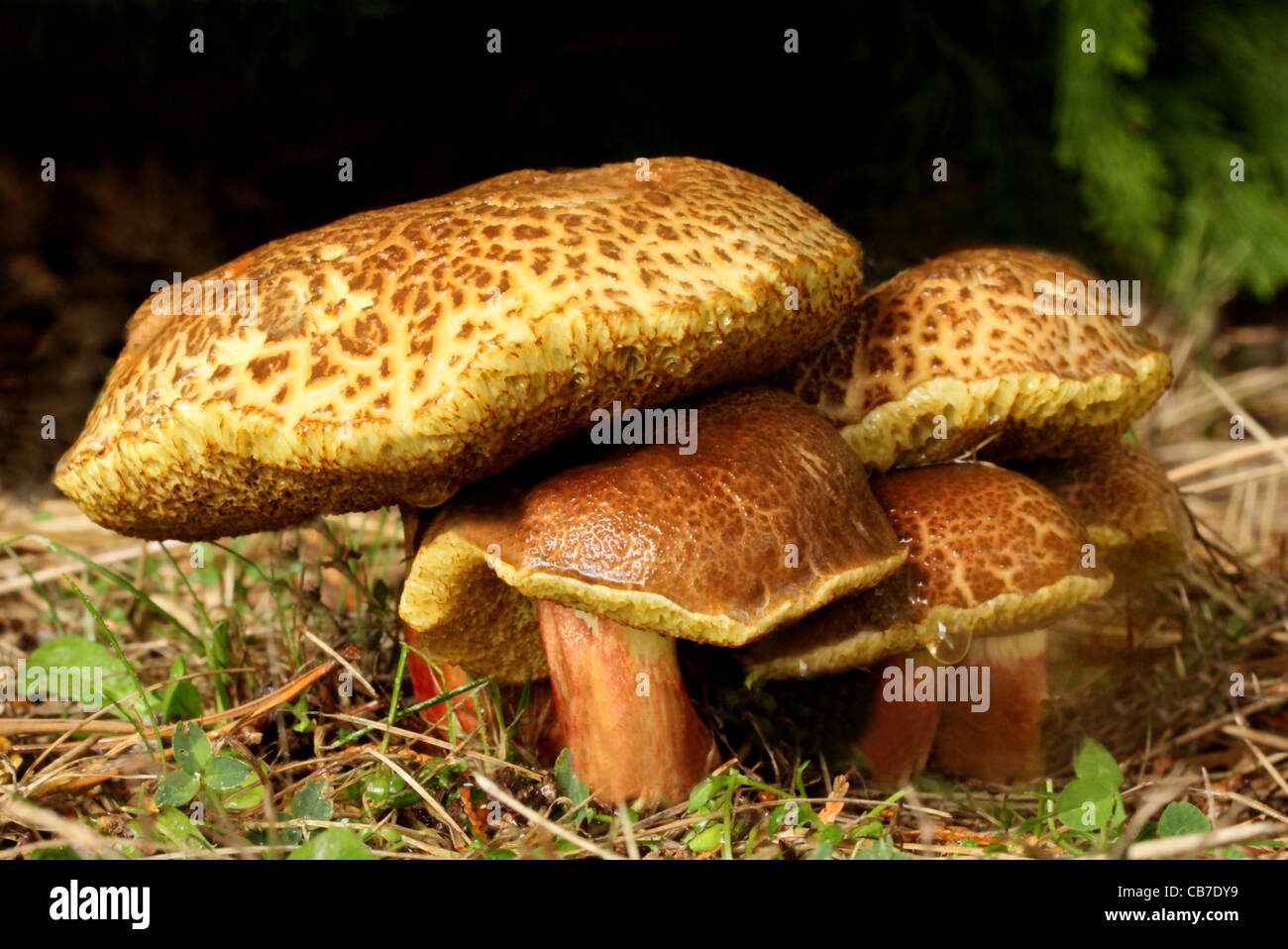 Red cracking boletus hi-res stock photography and images - Alamy