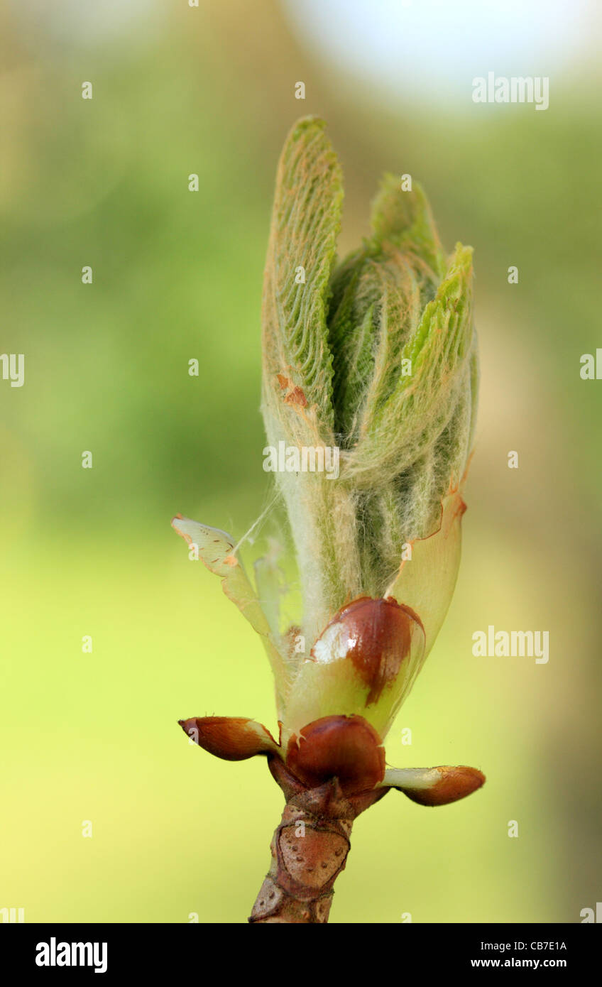 Horse Chestnut "Sticky Bud" - Aesculus hippocastanum Stock Photo - Alamy