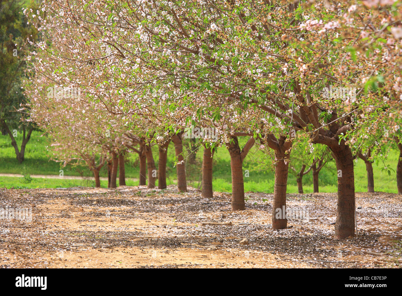 Trees with flowers in the garden at spring Stock Photo - Alamy
